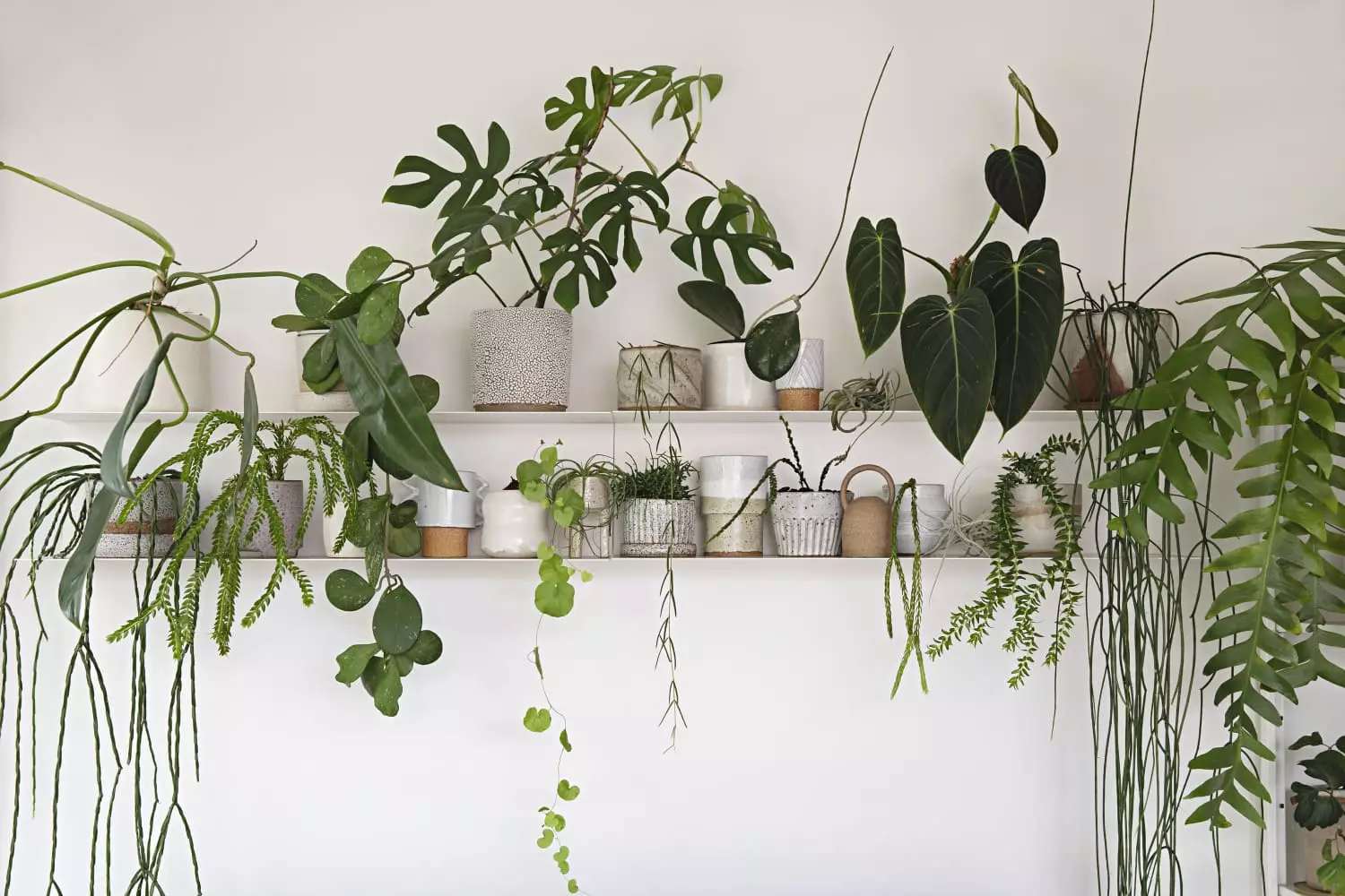 Yako Nyowani Yaunofarira Diki-Space DIY Plant Display Yatove muShower Yako