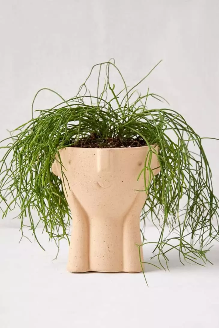 Plantador de rosto Hector da Urban Outfitters