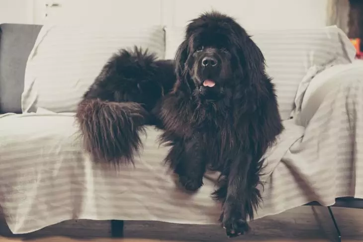 Ang asong Newfoundland sa bahay ay inilatag sa sofa