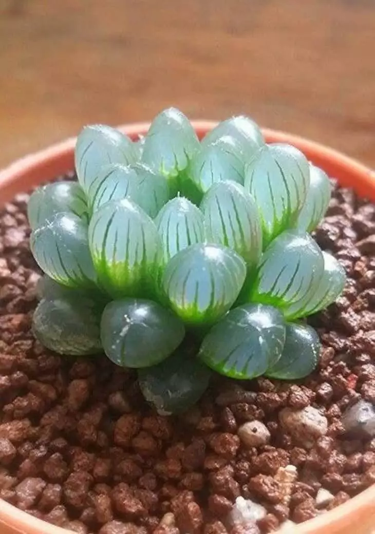 Aworan ọja: Awọn irugbin Haworthia Succulent