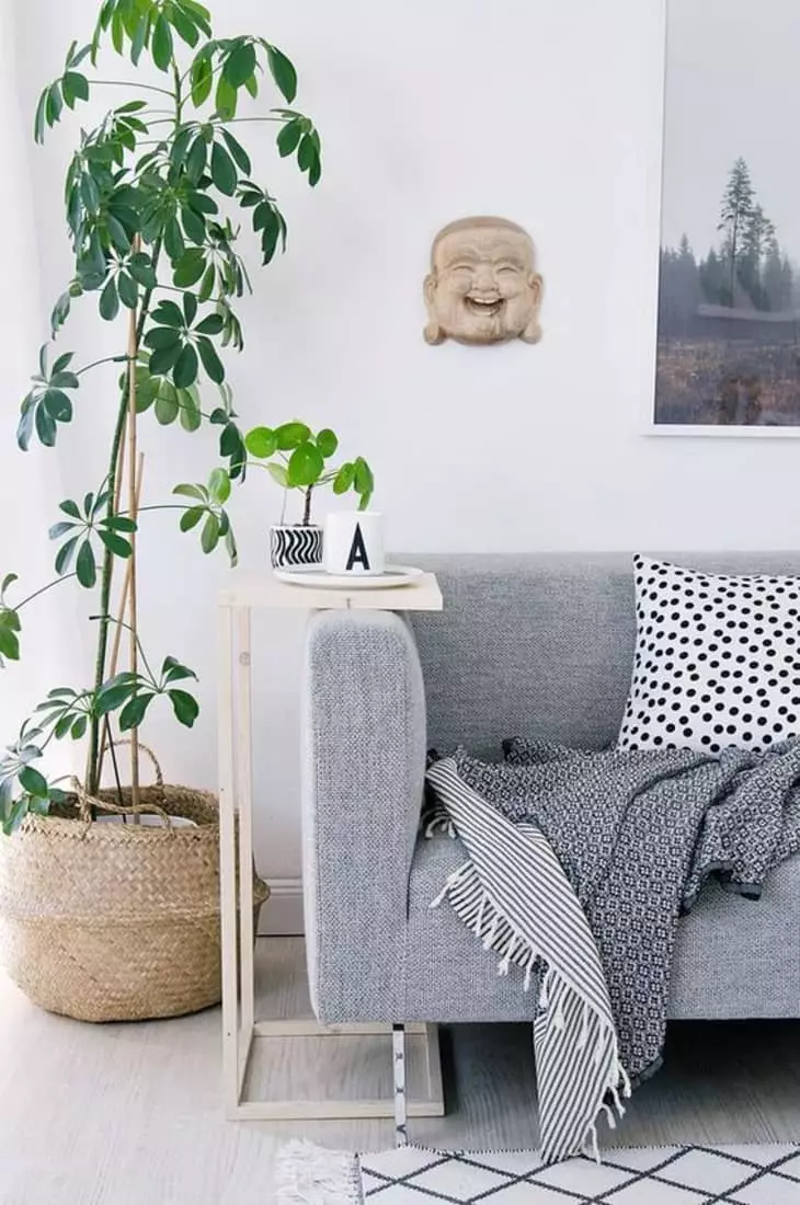 Schefflera-plante ved siden av sidebord og sofa