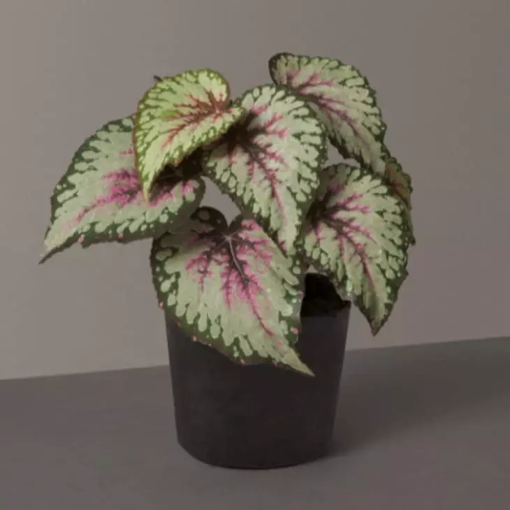 Produkbeeld: The Sill Faux Rex Begonia Plant, Small