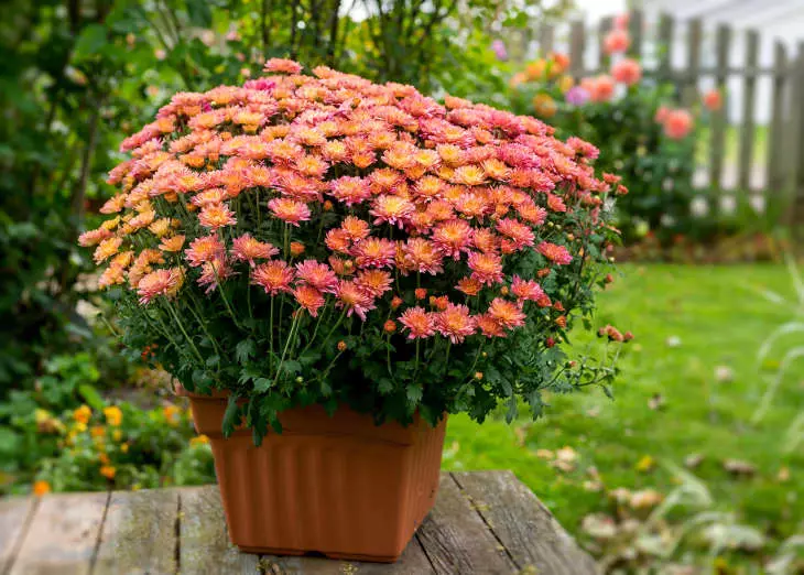 Planta de crisantemo en maceta en un patio trasero