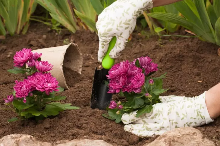 Plantando crisantemos, usando guantes y sosteniendo una pala de jardinería