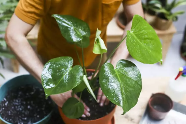 Чалавек перасаджвае зялёную расліну (Monstera Deliciosa)