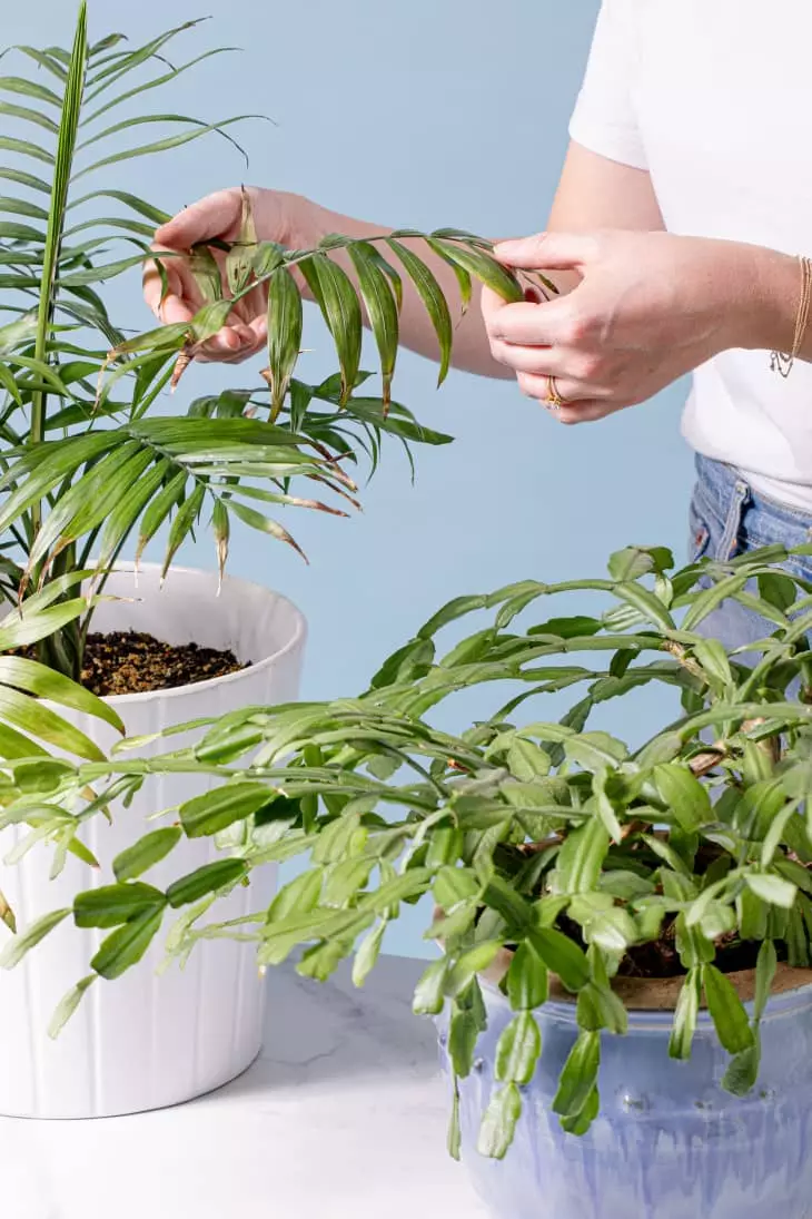 Cuidando de um pequeno grupo de vasos de plantas não tóxicas