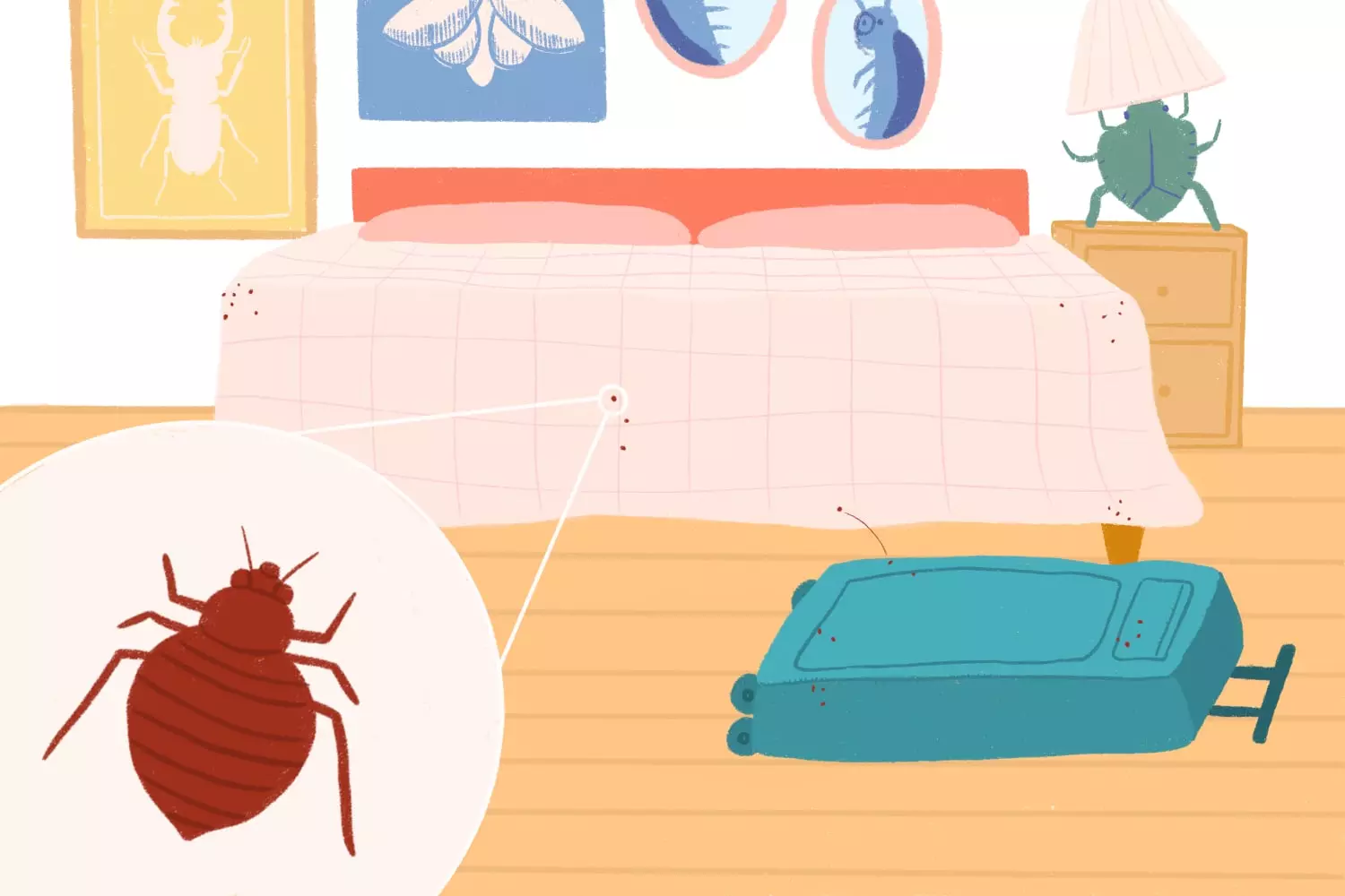 តើ Bed Bugs មកពីណា? អ្នកពន្យល់រហ័ស មិនសរុប