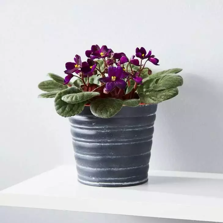 Produkbeeld: African Violets