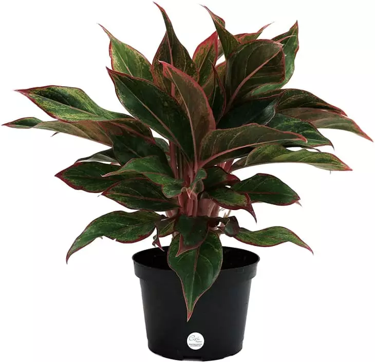 Imaj pwodwi: Costa Farms Aglaonema wouj Chinwa Evergreen