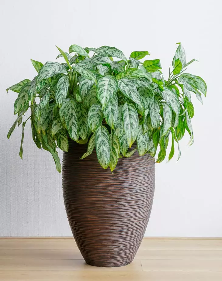 An po gwo plant Aglaonema