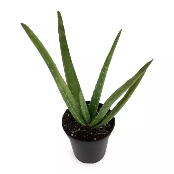 Gambar Produk: Pure Beauty Farms Aloe Vera, 3,5 Inch