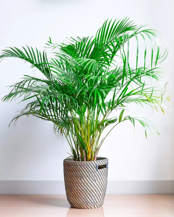 Areca Palm