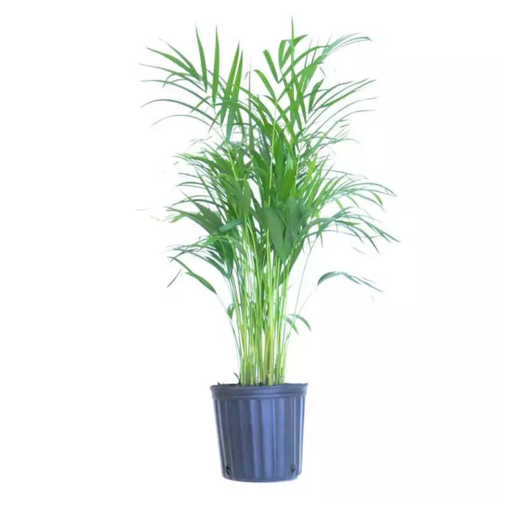 Produktôfbylding: Feriene Nursery Areca Palm yn Pot