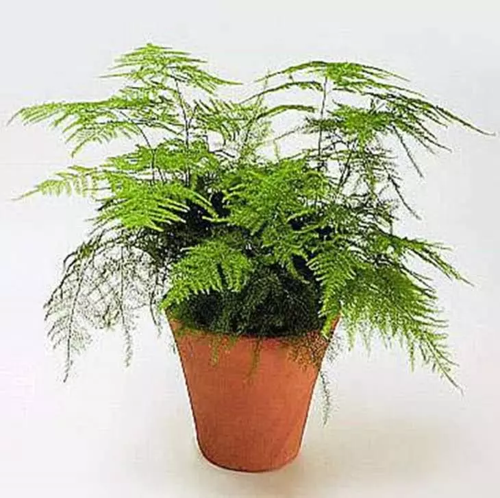 პროდუქტის სურათი: JM Bamboo Asparagus Fern