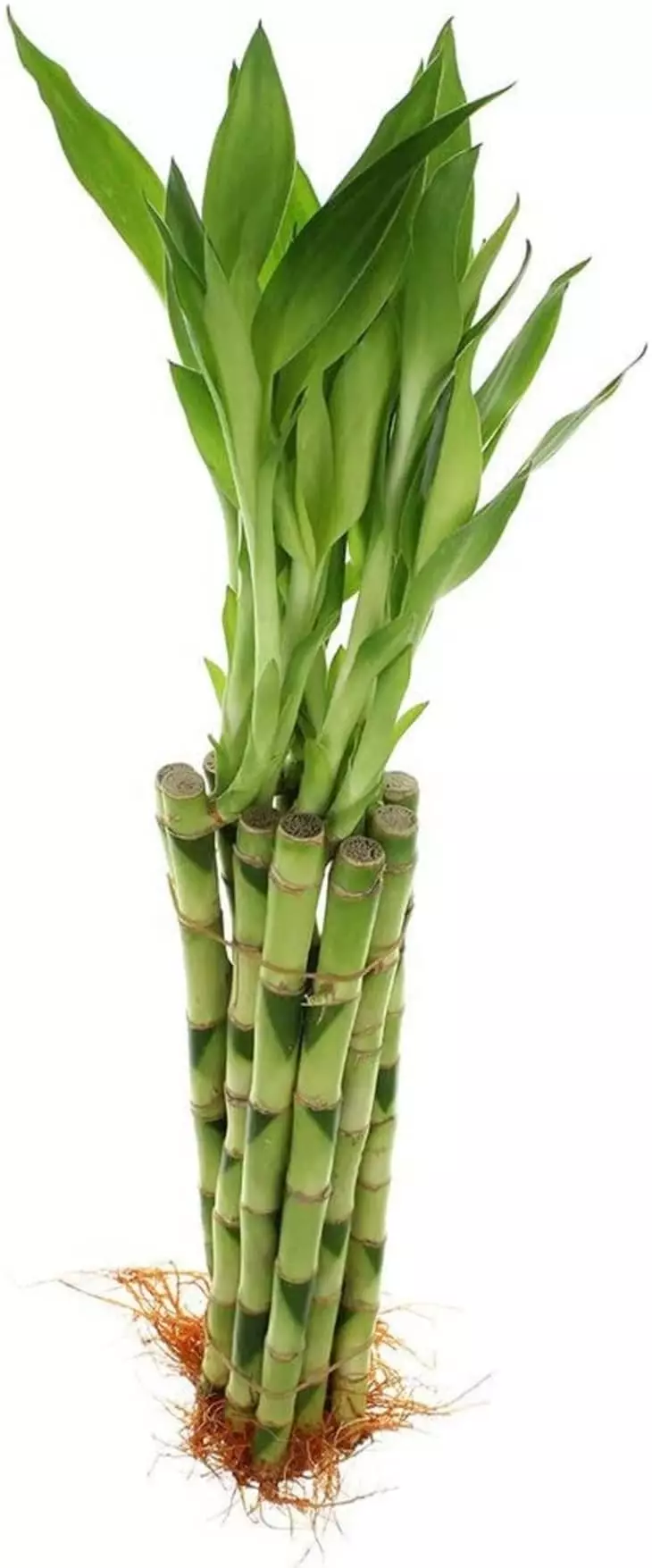 Wêne Hilberê: Better Decor Lucky Bamboo, 10 stûnên 12-Inch