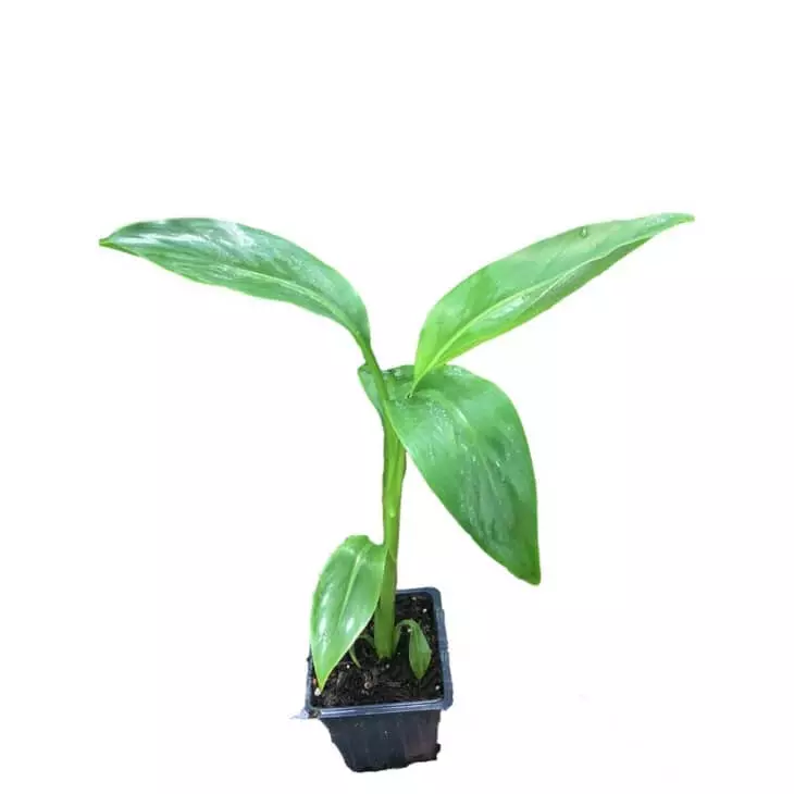 Gambar Produk: Daylily Nursery Musa Banana Plant, 4 Inci.