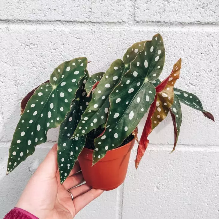 Sary vokatra: Honey Plant Co. Begonia Maculata amin'ny 4 Inch. vilany