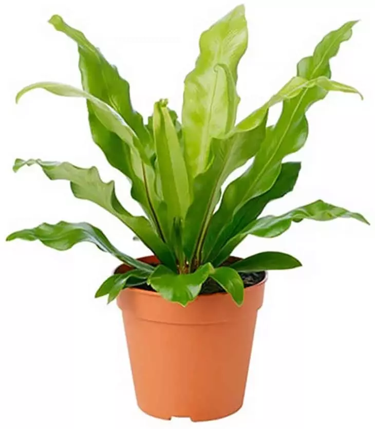 Mahsulot tasviri: American Plant Exchange Qushlar Nest Fern