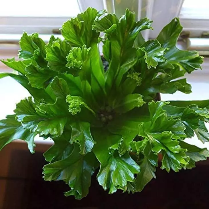 Obrázok produktu: Wekiva Foliage 'Leslie' Bird's Nest Fern