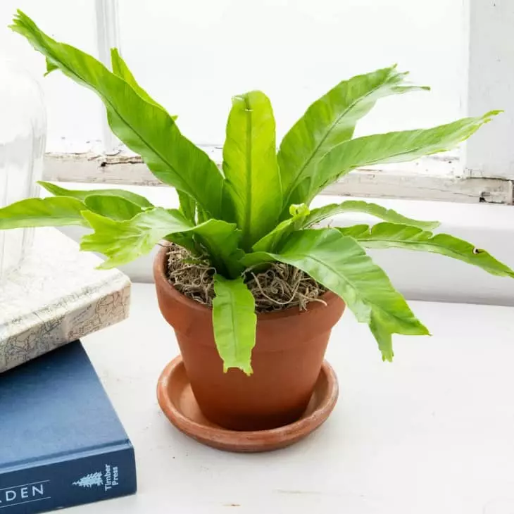 Obrázok produktu: Spring Hill Nurseries Crissie Bird's Nest Fern