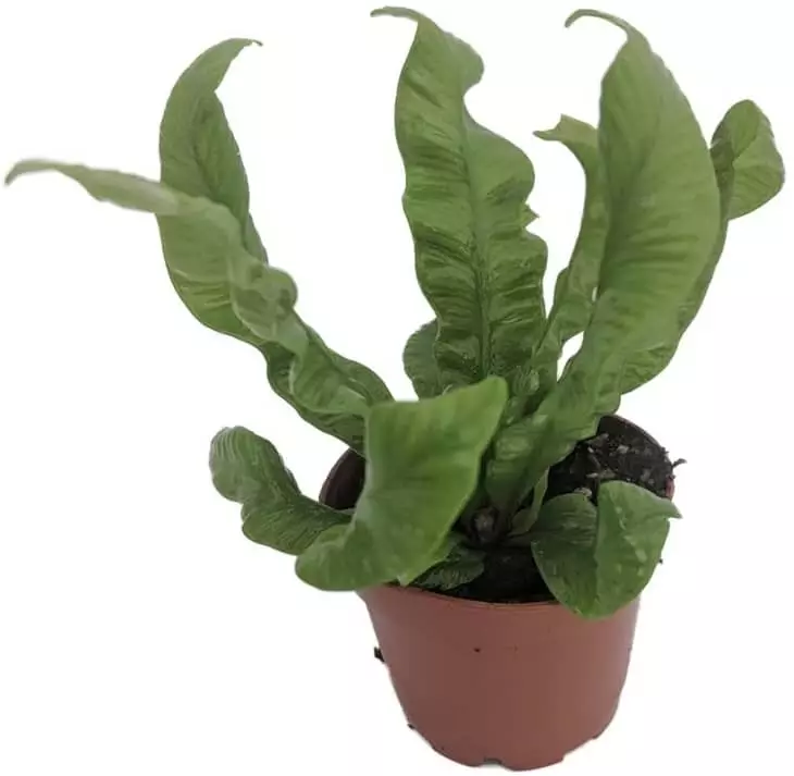 Slika proizvoda: Hirt's Gardens Crispy Wave Fern in Pot