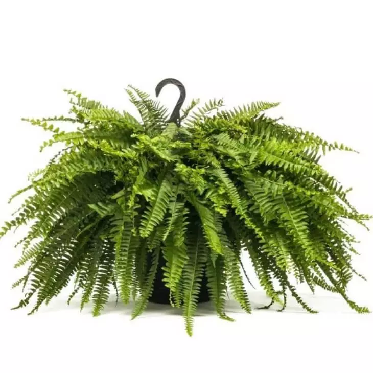 Umfanekiso weMveliso: Iifama zobuhle eziPure Boston Fern kwi-Hanging Basket