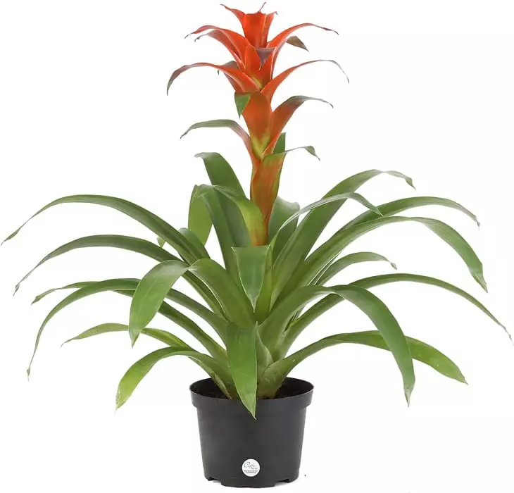 Sawirka Alaabta: Beeraha Costa Bromeliad ee 6-In. Dheriga beeraleyda