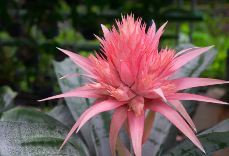 Bromelia