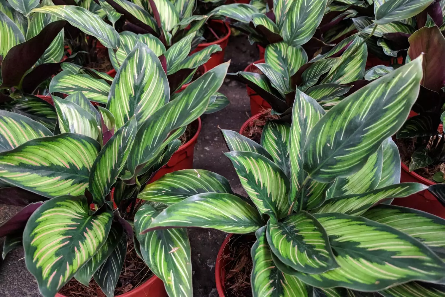 Fikarakarana Calatheas, Zavamaniry ambany hazavana tsara tarehy indrindra