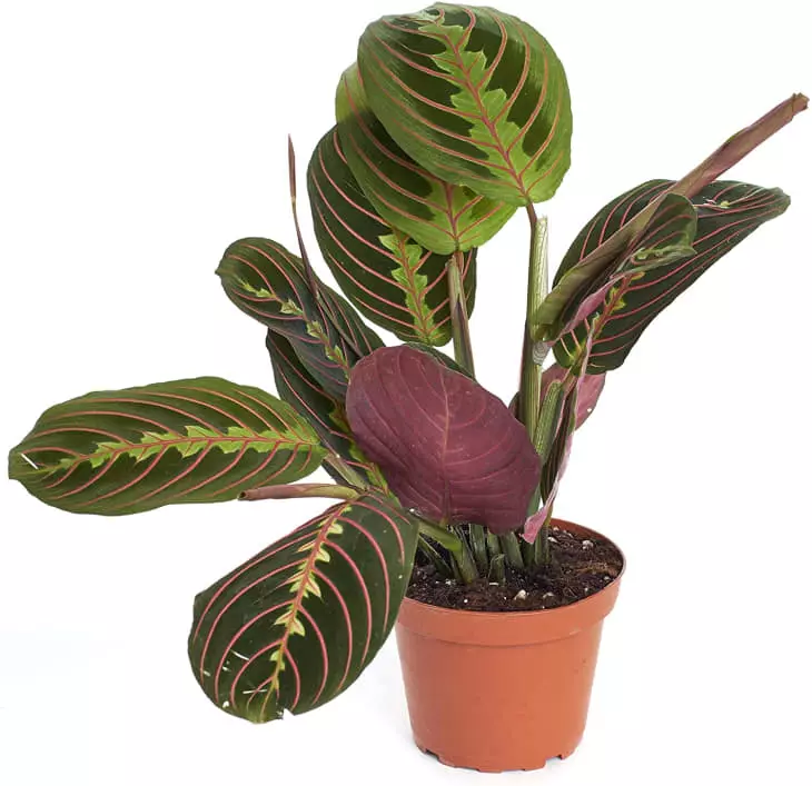 Hoton Samfura: Maranta Red Prayer Shuka