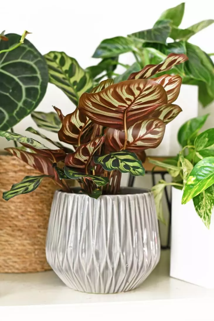 Calathea