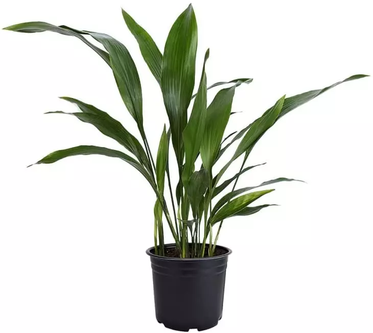 Imaj pwodwi: Ameriken Plant Exchange Iron Plant nan 6-In. Pot