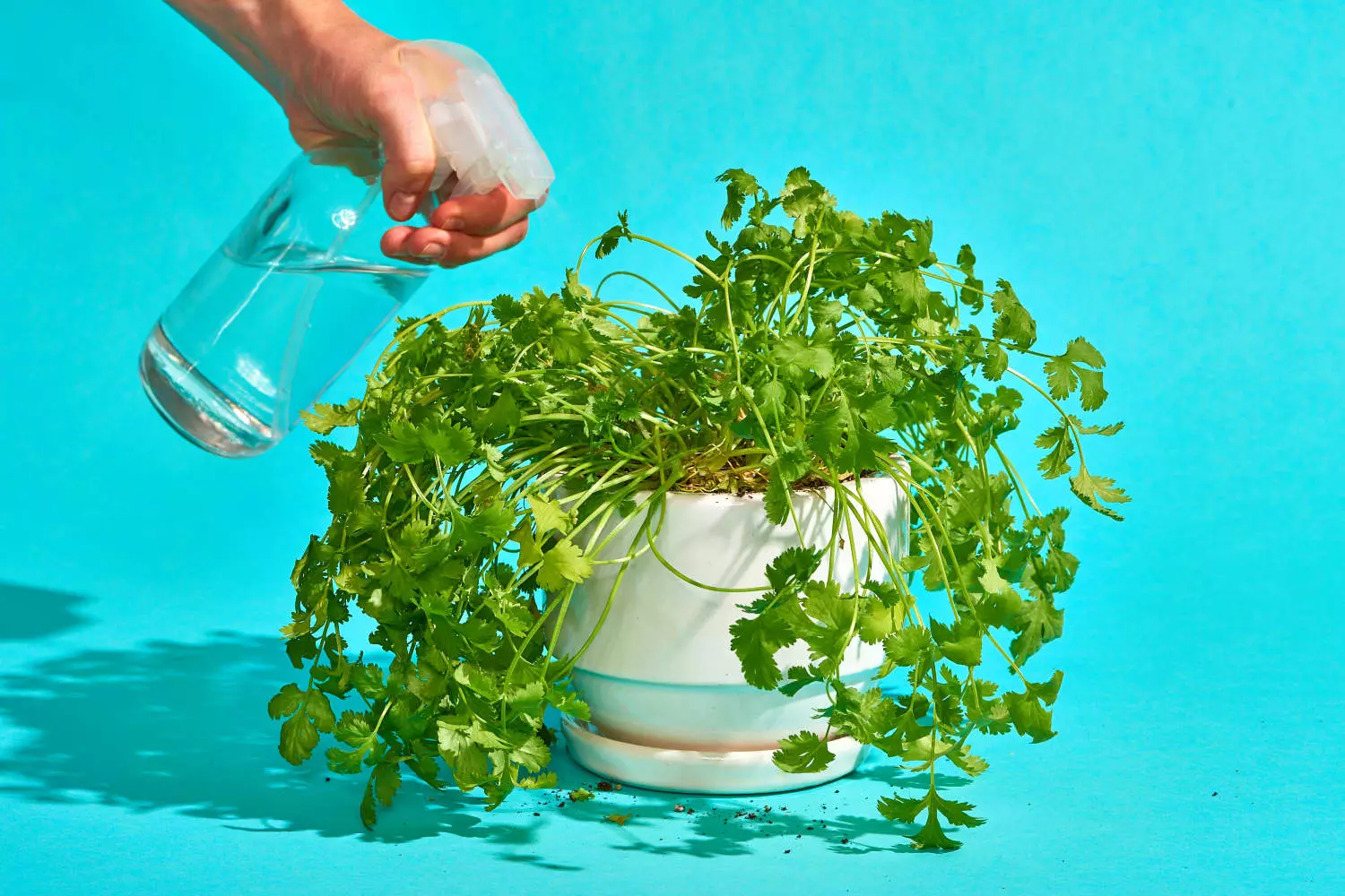 Waxyaalaha ay sameeyaan iyo kuwa aan samayn ee Koritaanka Cilantro