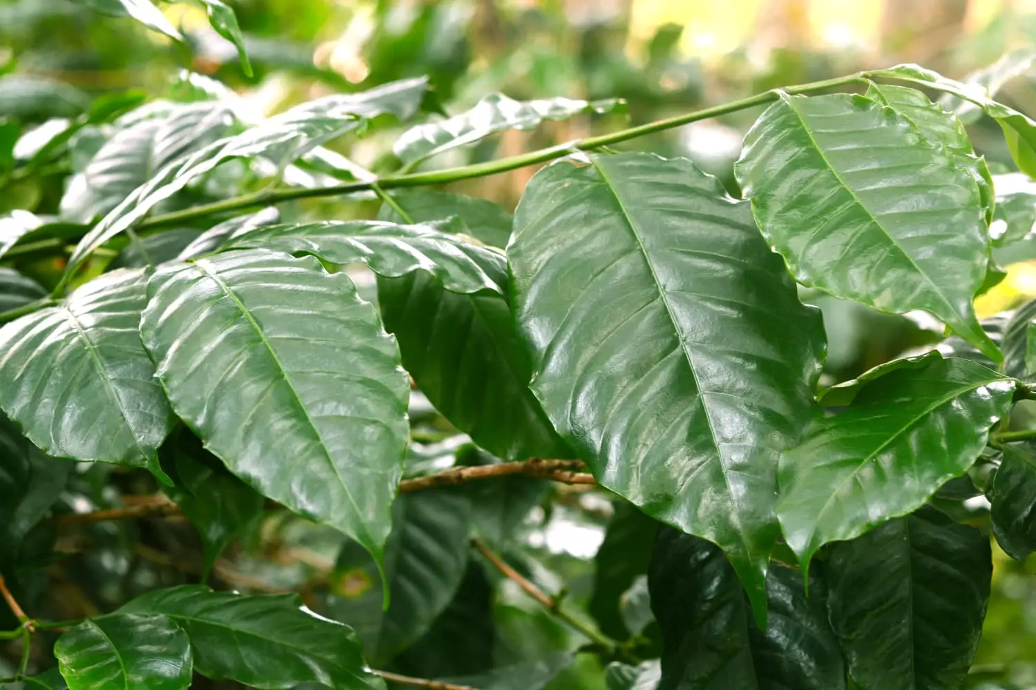 Come coltivare la tua pianta di caffè al chiuso