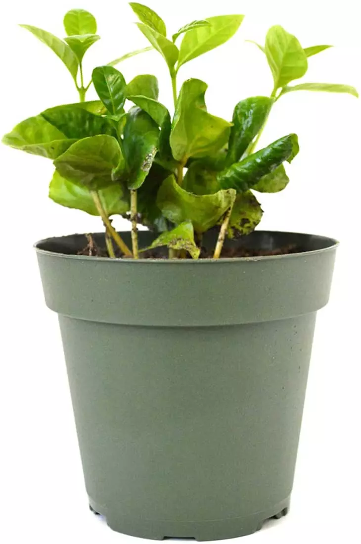 Imagen del producto: Planta de café arábica 9GreenBox en 4 pulgadas. Maceta