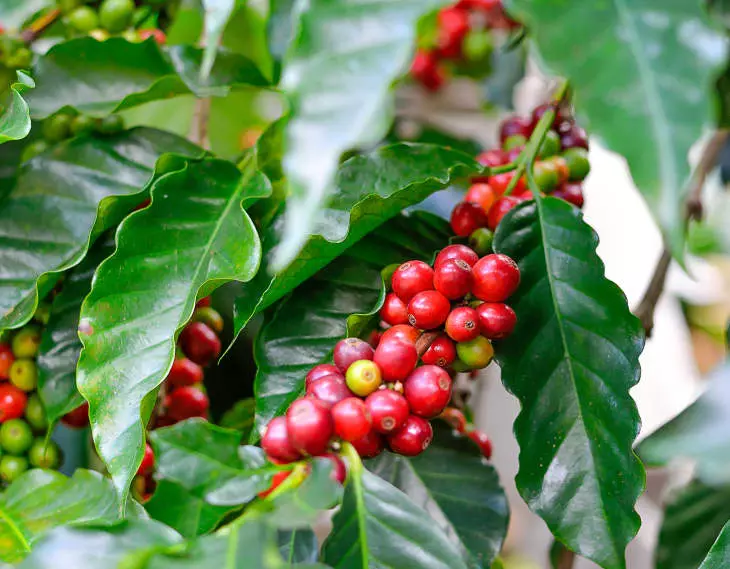 Plantas de café con granos de café