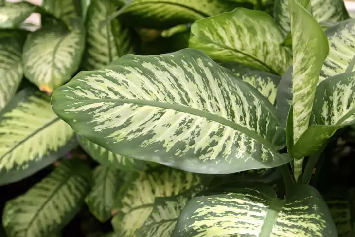 Dieffenbachia växt