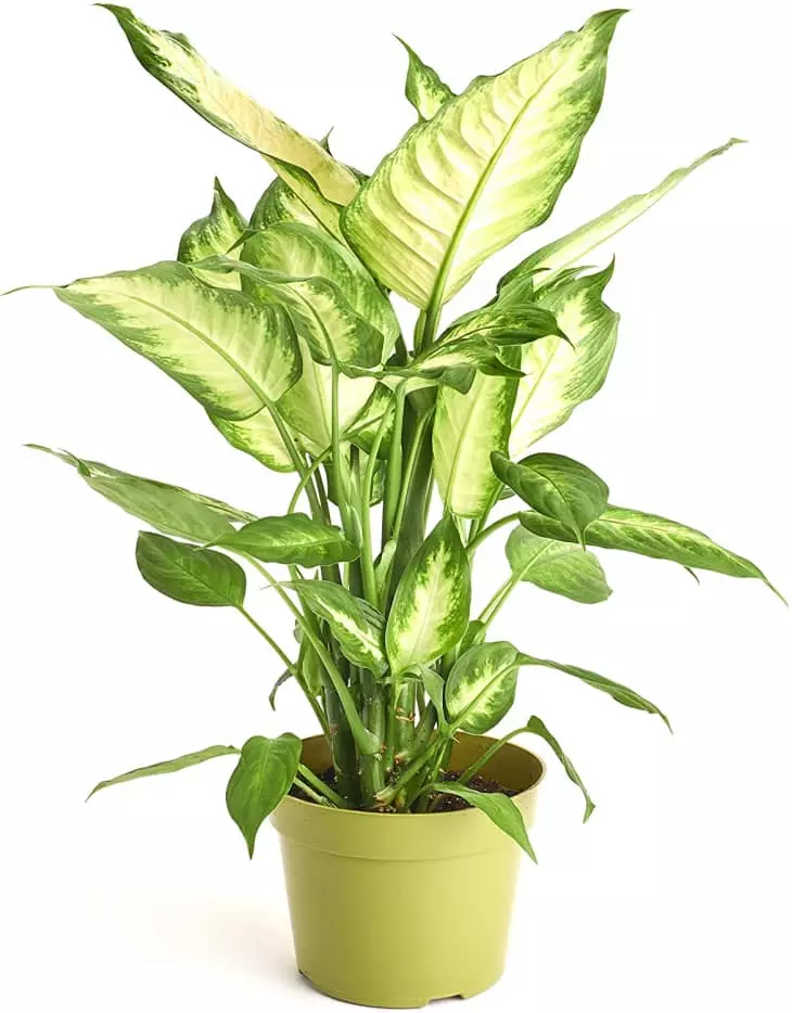 د محصول انځور: هټۍ Succulents Dieffenbachia Camille Plant په 6-In کې. د لوښي وده