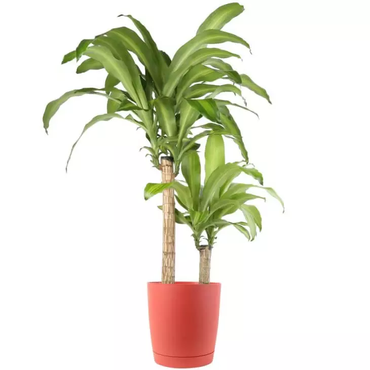 产品图片：Costa Farms Dracaena Mass Cane Plant in Pot