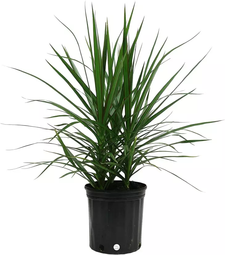 ထုတ်ကုန်ပုံ- Costa Farms Dracaena Marginata Dragon Tree in Pot