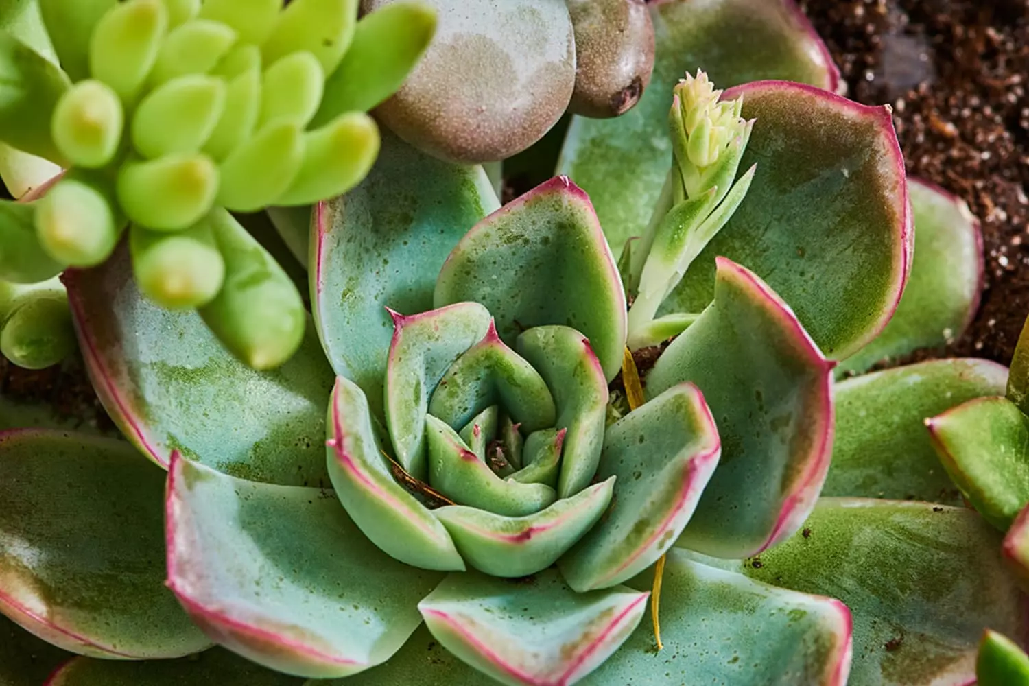 Kā audzēt un kopt Echeveria augus