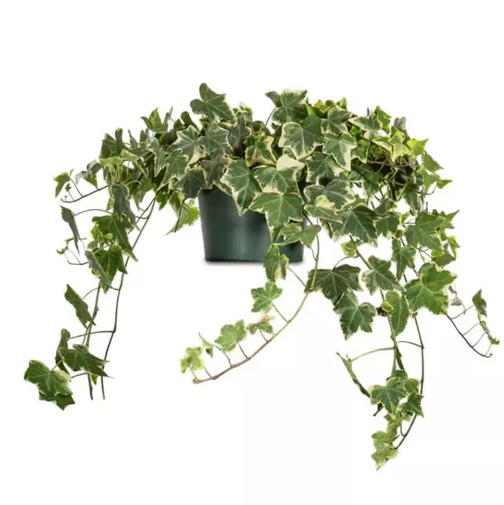 Gambar Produk: Variegated English Ivy