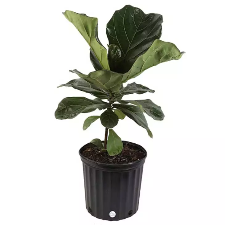 ထုတ်ကုန်ပုံ- Fiddle-Leaf Fig Tree (Ficus Lyrata)