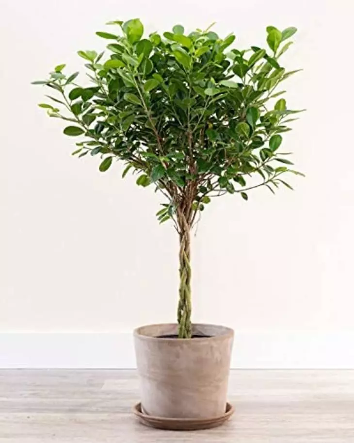 Produkta attēls: PlantVine Ficus Daniella Tree 3 galonu podā