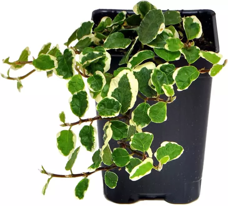 Wêneya Hilberê: Sera Zivistanê Ficus Pumila Creeping Fig