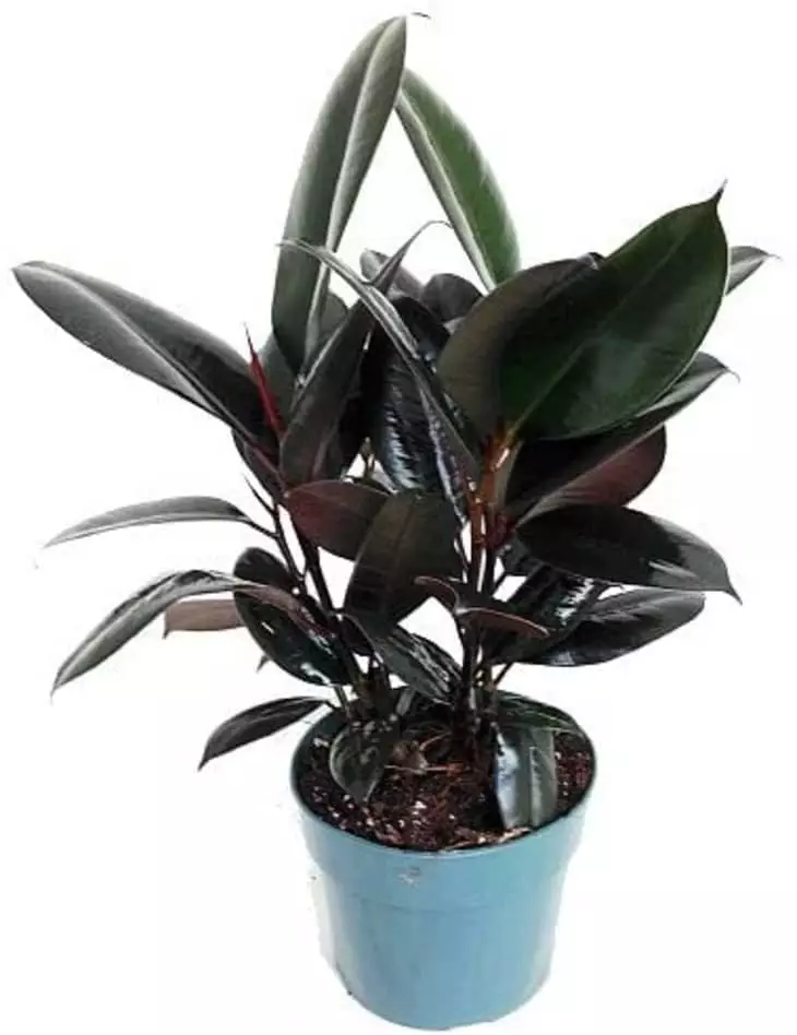 Produktbild: Hirt's Gardens Burgundy Rubber Tree Plant i 6-in. Pott