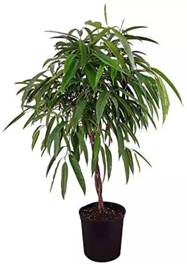 የምርት ምስል፡ PlantVine Ficus Alii Plant in 3-Gallon Pot