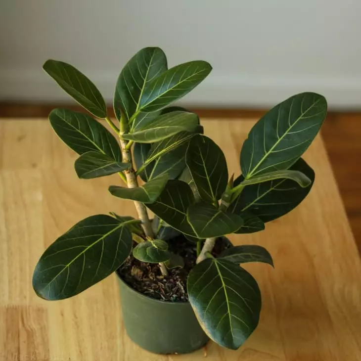 ထုတ်ကုန်ပုံ- Ficus Benghalensis 'Audrey' အပင်