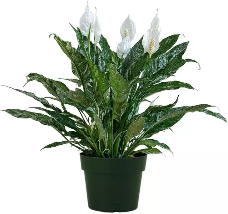 Produktbilde: American Plant Exchange Peace Lily i 6-in. Gryte