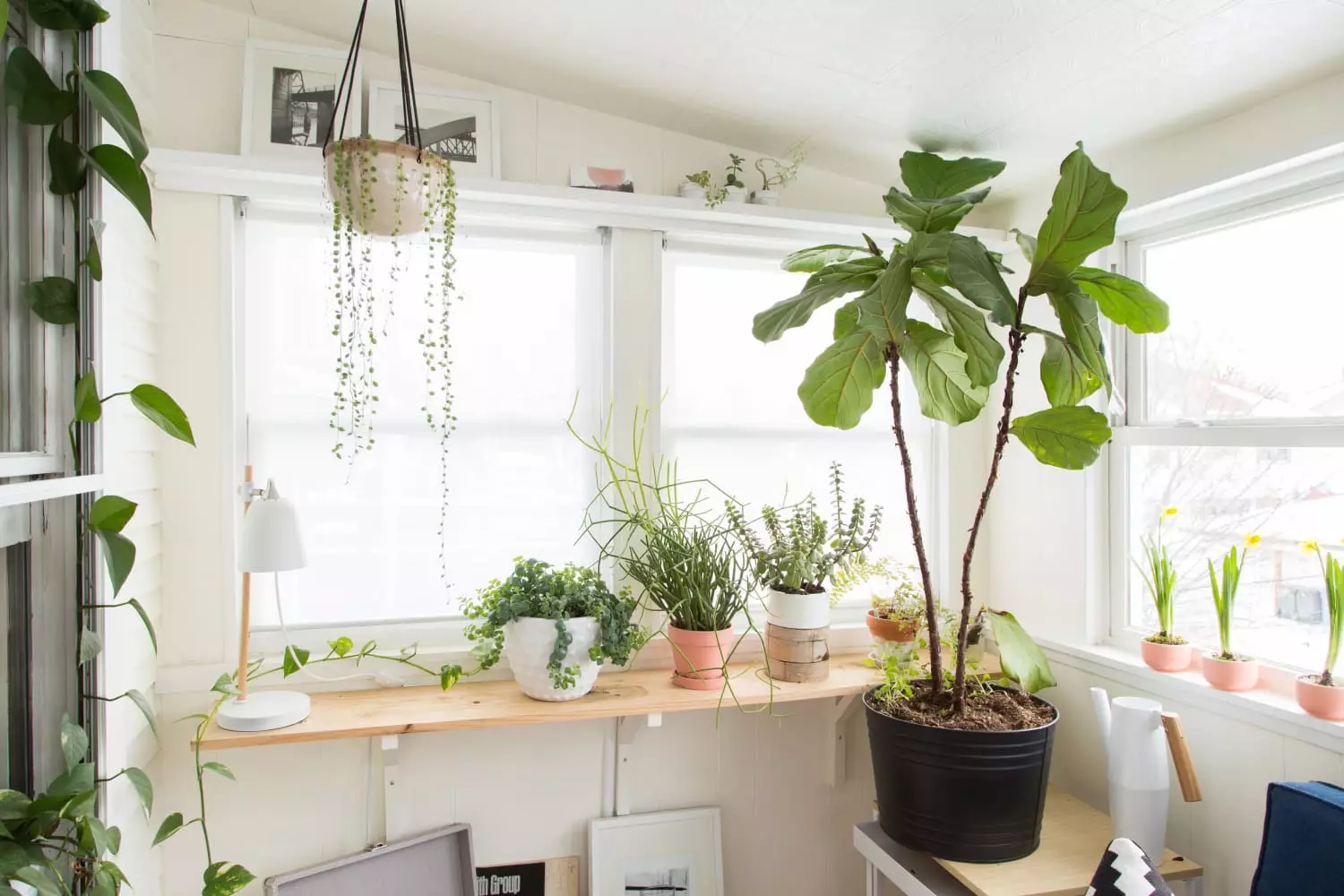 Maitiro ekuchengetedza yako Fiddle Leaf Fig Inofara uye Hutano